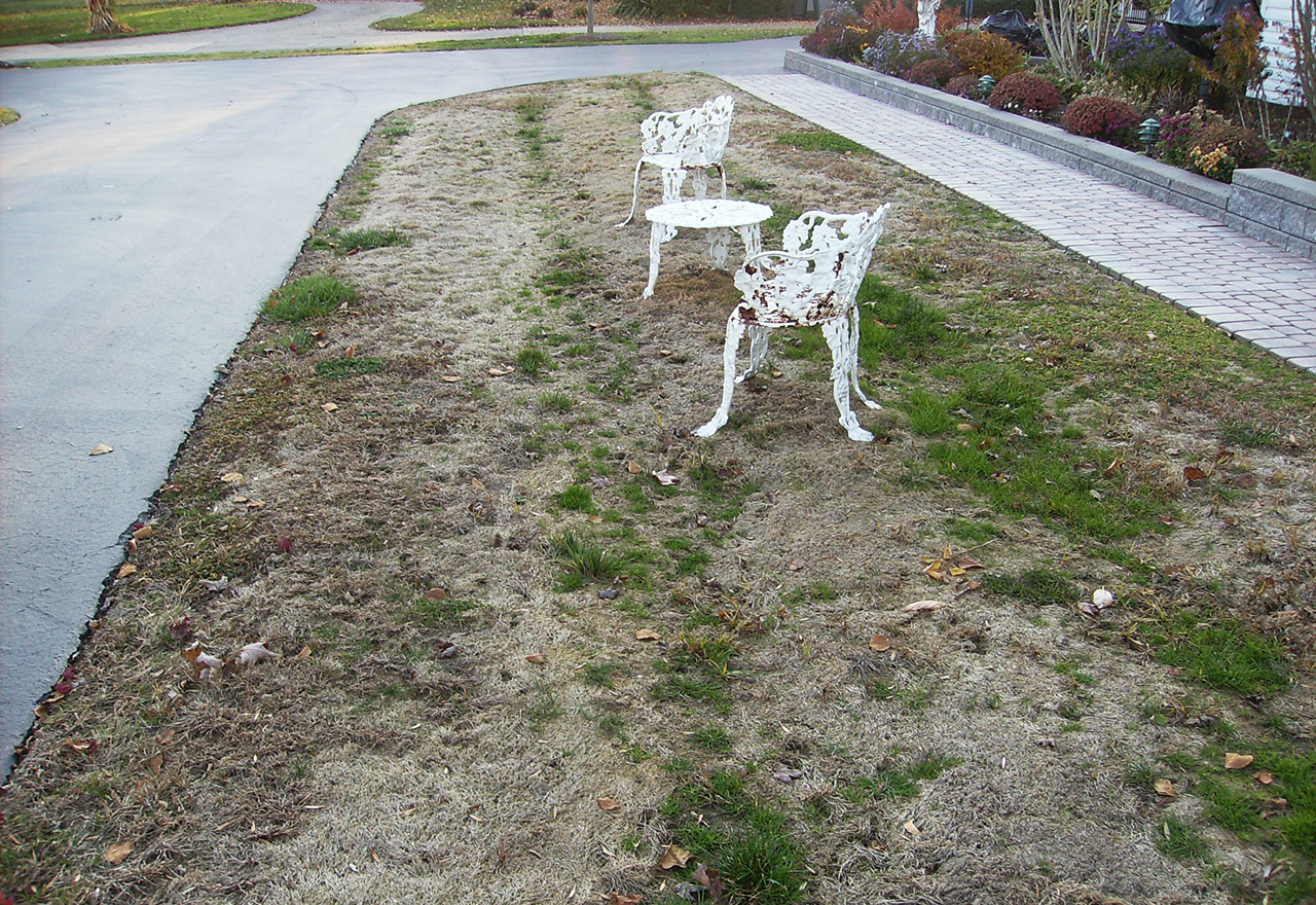 Tree lawn store